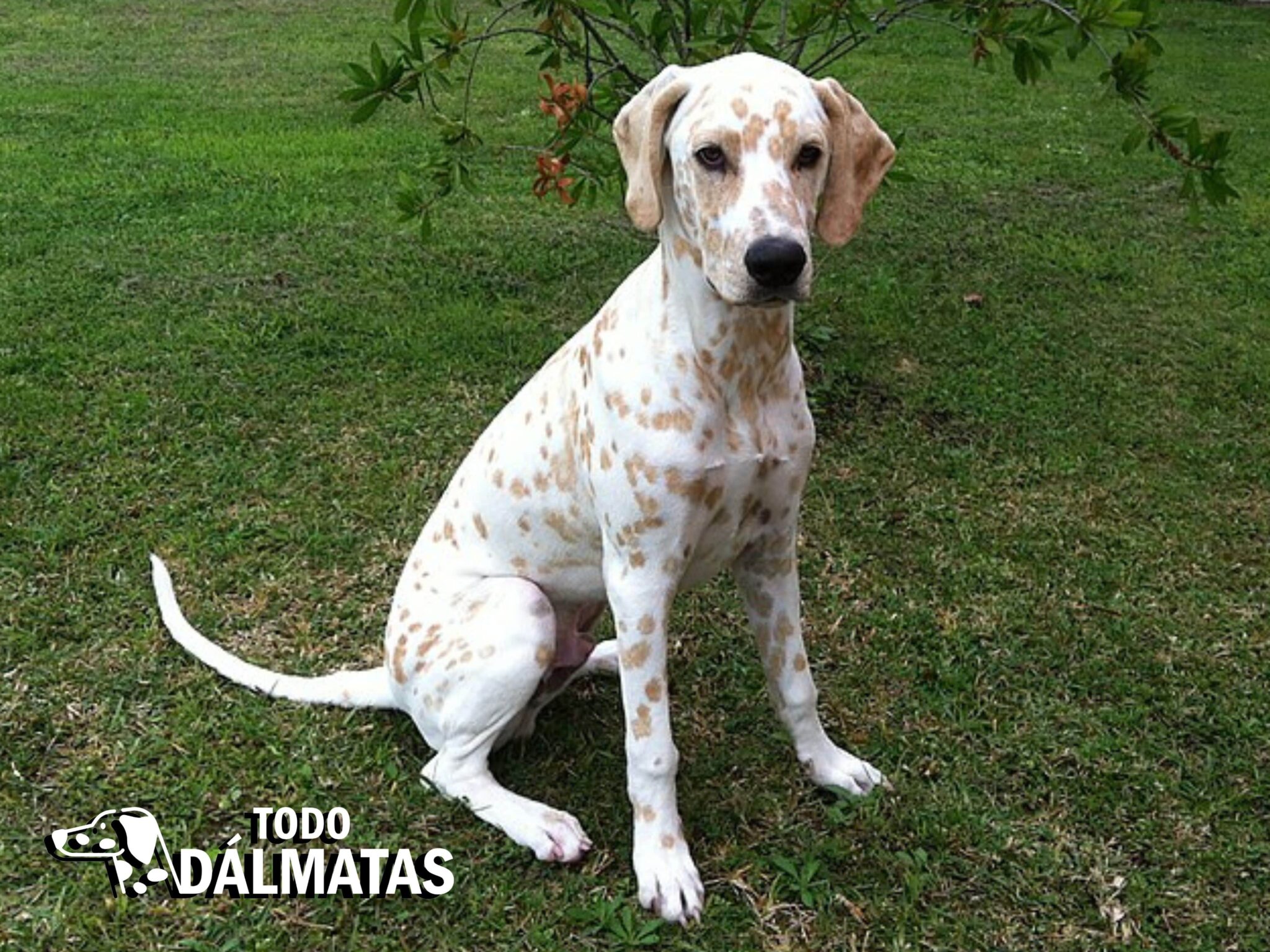 Tipos de DÁLMATAS, variedades y colores ★ PINCHA AQUÍ