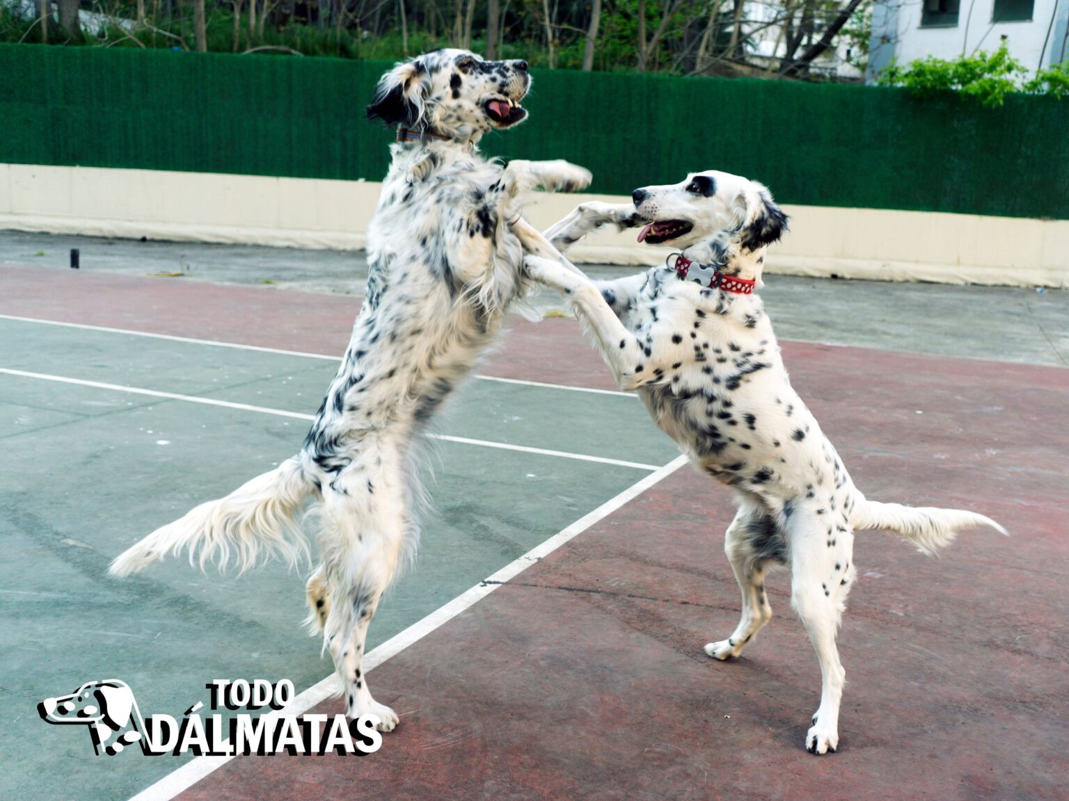 Tipos de DÁLMATAS, variedades y colores ★ PINCHA AQUÍ