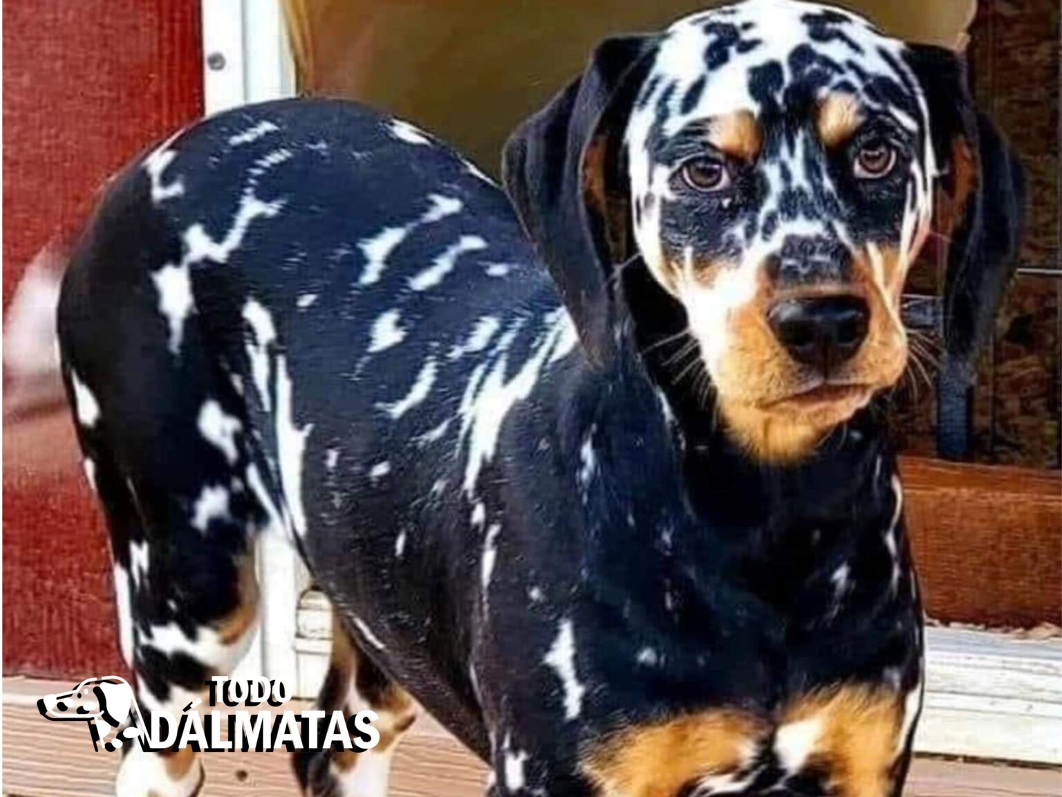 Tipos de DÁLMATAS, variedades y colores ★ PINCHA AQUÍ