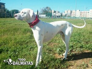 Tipos de DÁLMATAS, variedades y colores ★ PINCHA AQUÍ